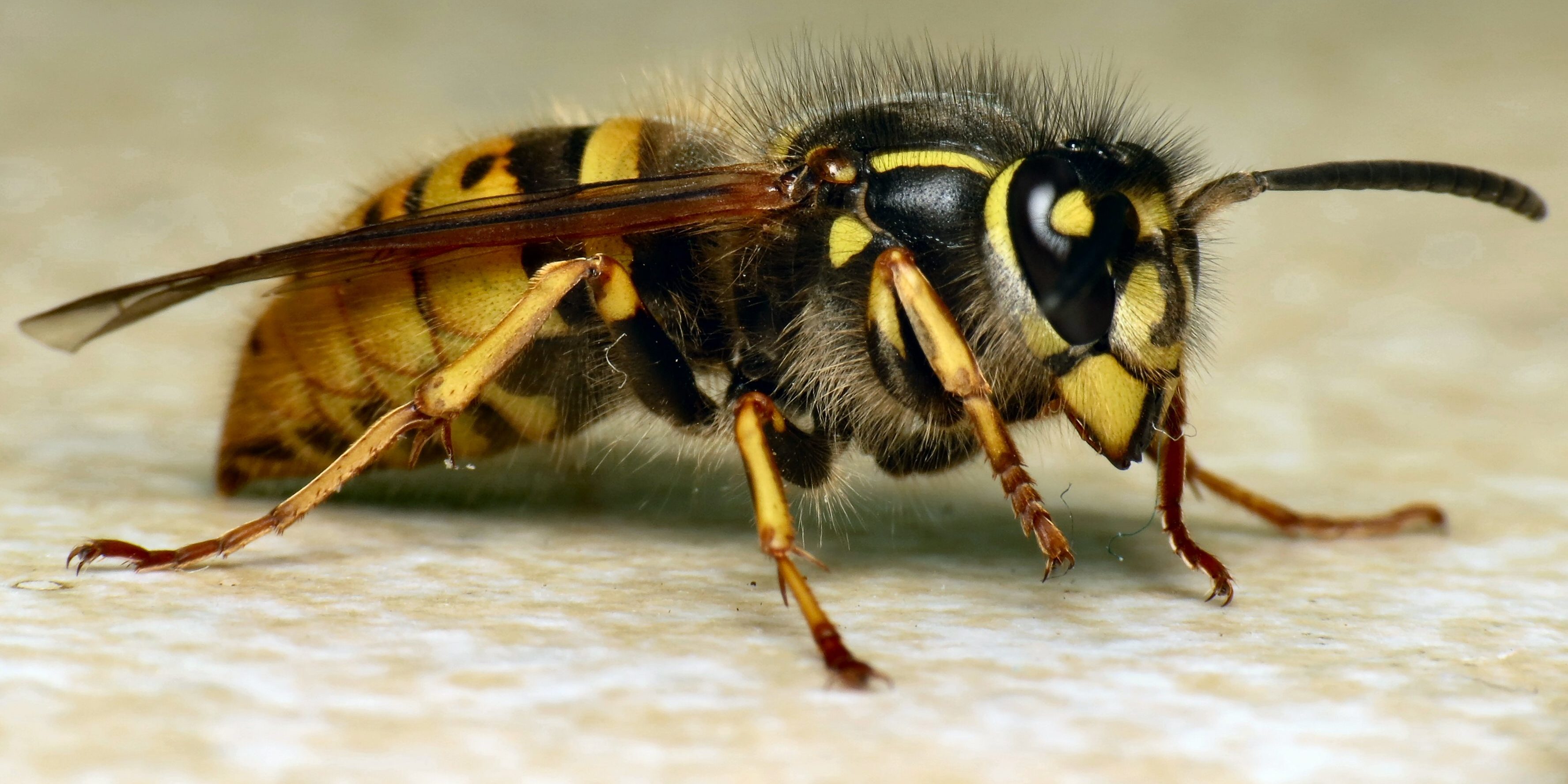 Gewone wesp (Vespula vulgaris) - KAD