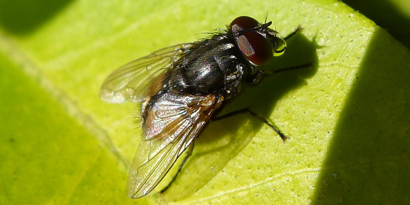 Herfstvlieg (Musca autumnalis) - KAD
