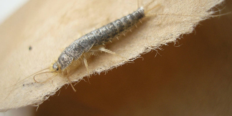 Papiervisje (Ctenolepisma longicaudata) - KAD