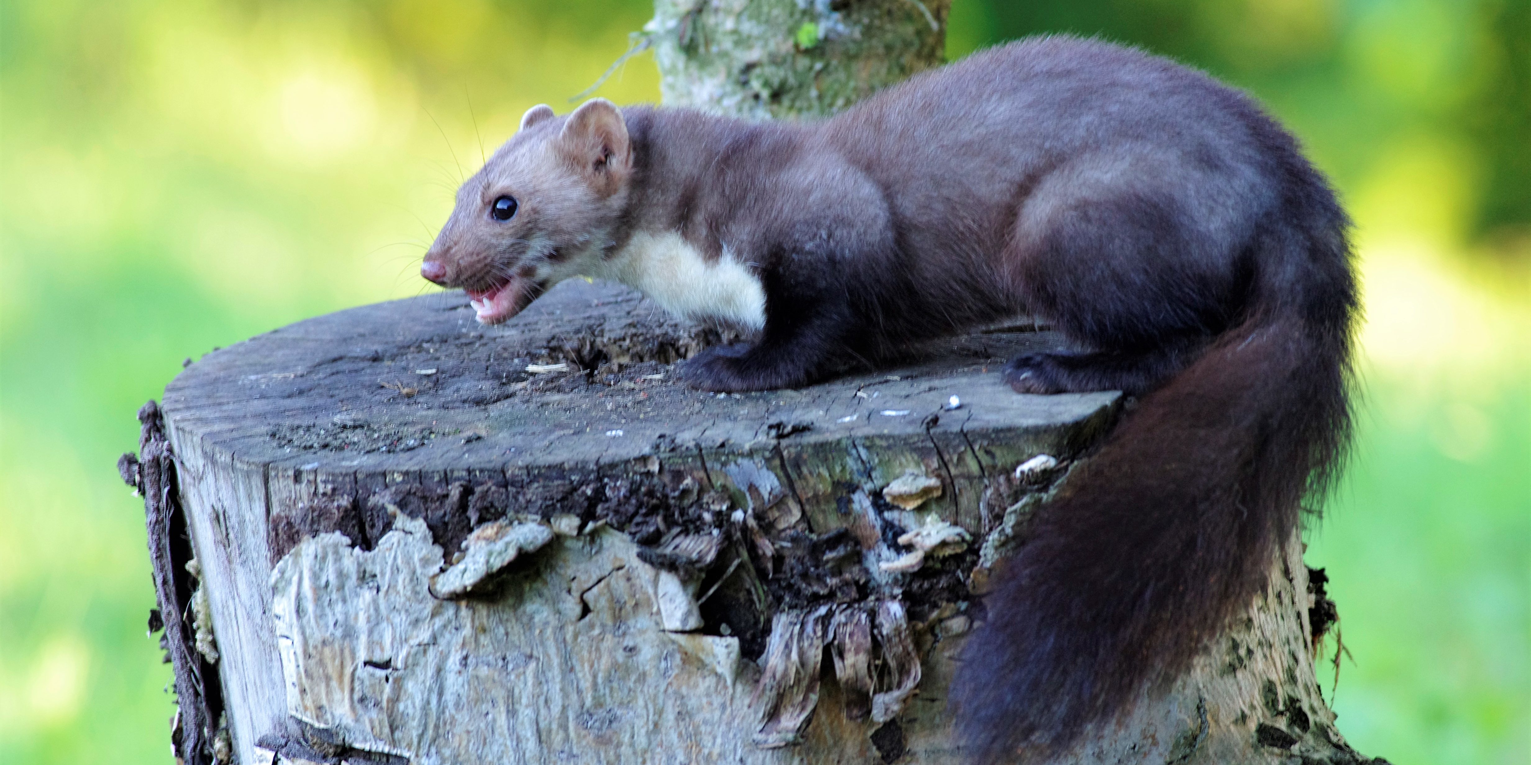 Steenmarter (Martes foina) - KAD