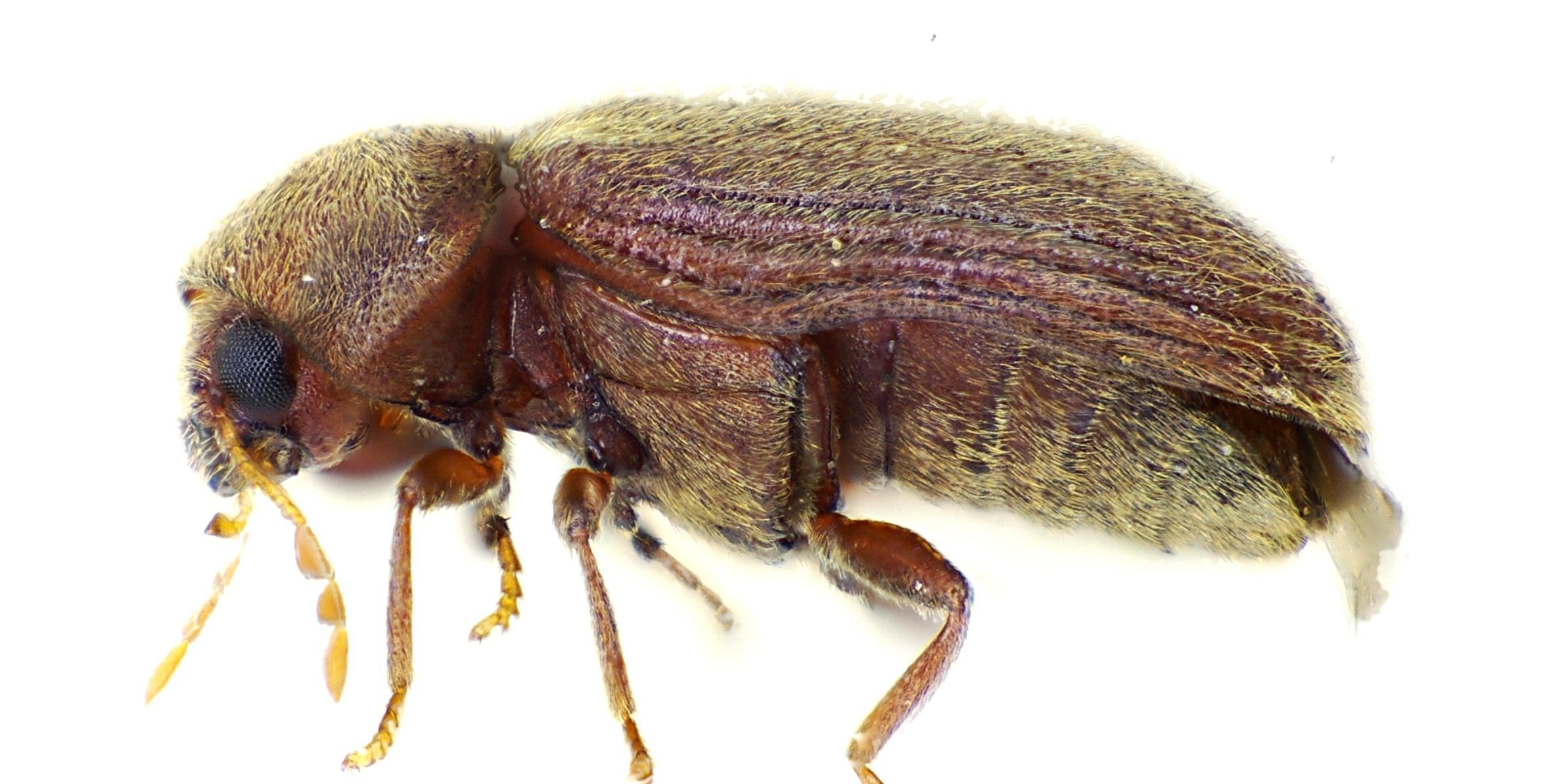 Broodkever (Stegobium paniceum) - KAD