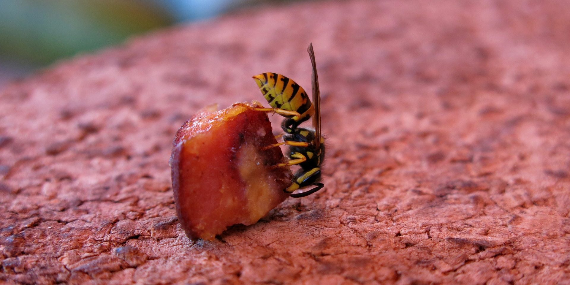 Duitse wesp (Vespula germanica) - KAD