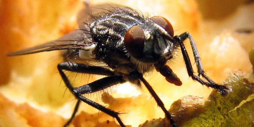 Kamervlieg [huisvlieg] (Musca domestica) - KAD