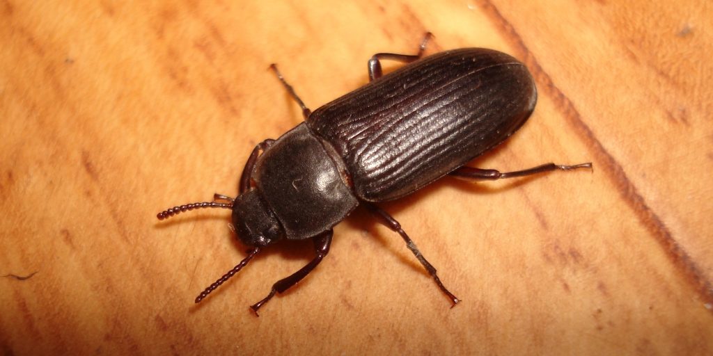 Meeltor (Tenebrio molitor) - KAD