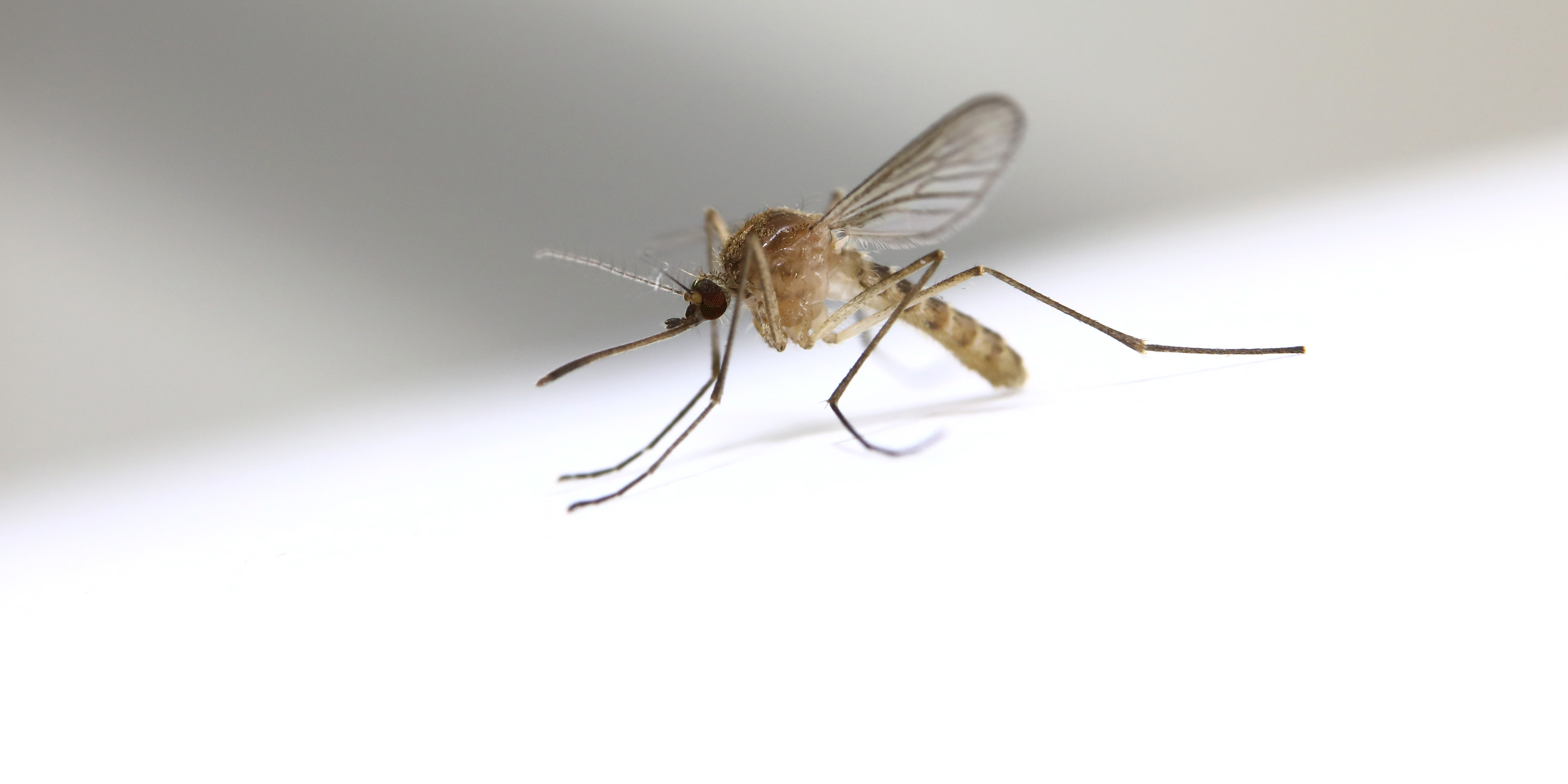 Gewone steekmug (Culex pipiens) - KAD