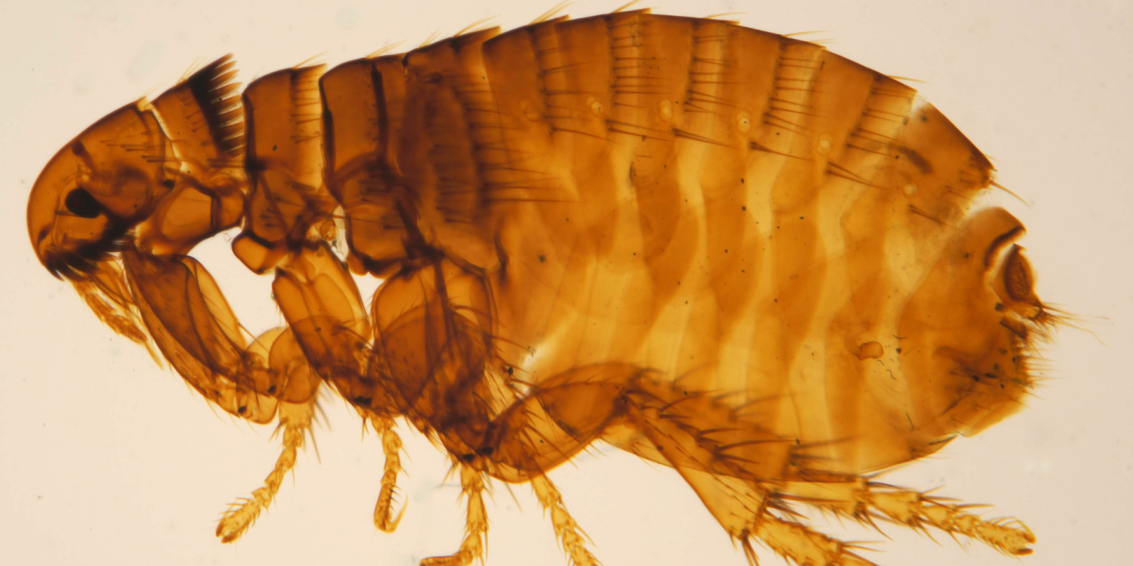 Vlooien (Siphonaptera) - KAD