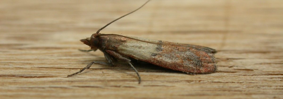 Vruchtmot (Indische meelmot) - kad