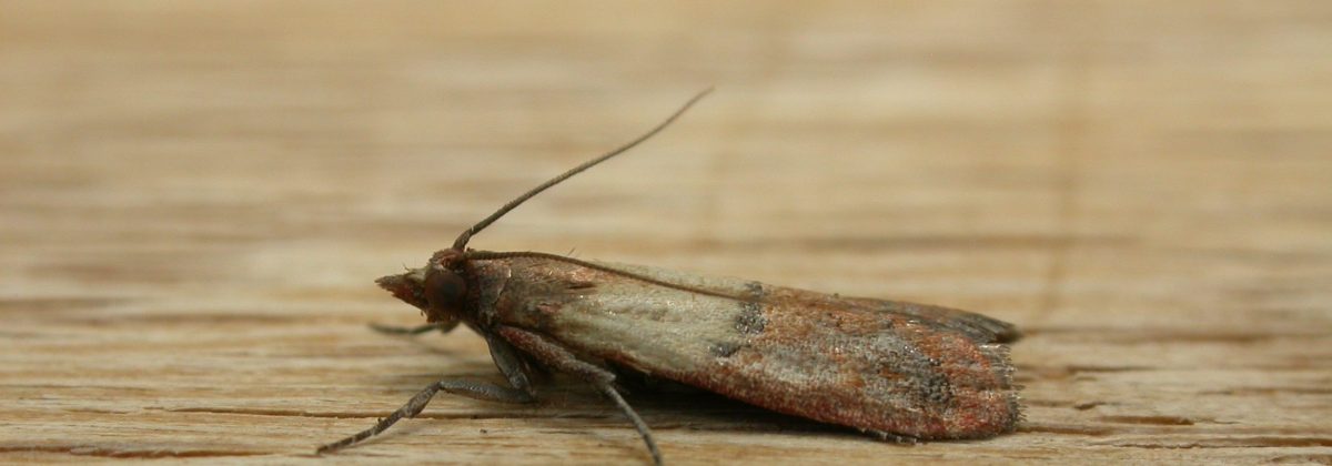 Vruchtmot (Indische meelmot) - KAD