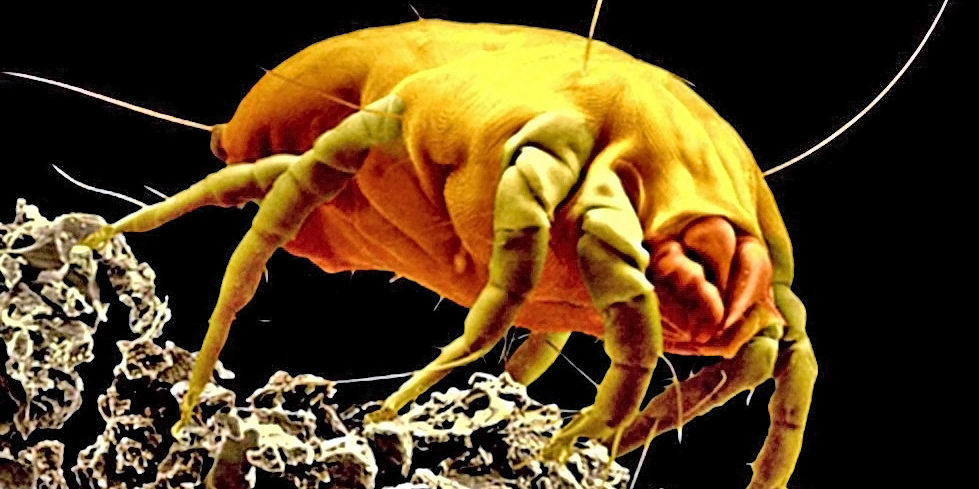 Huisstofmijt (Dermatophagoides pteronyssinus) - KAD