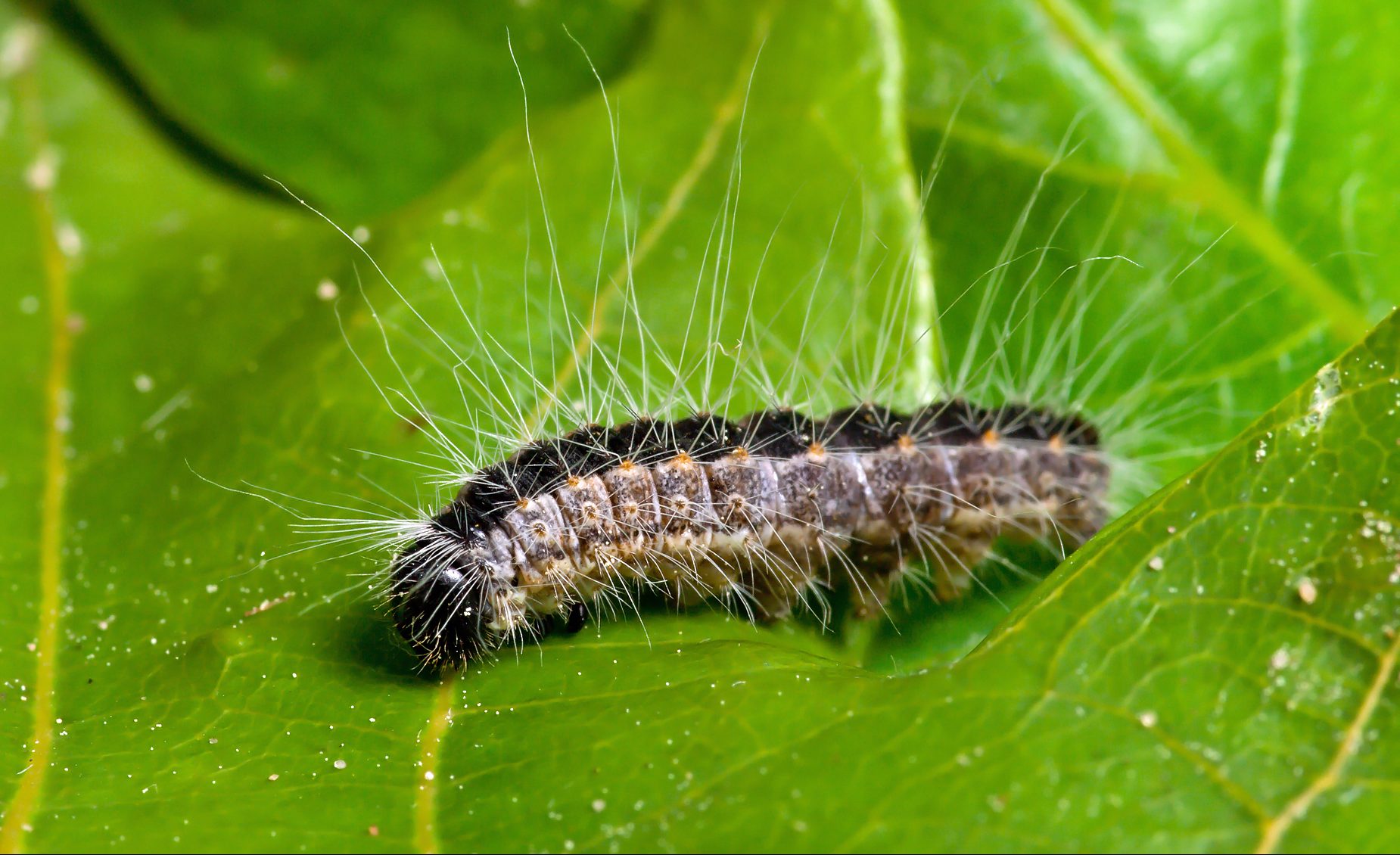 Eikenprocessierups - KAD