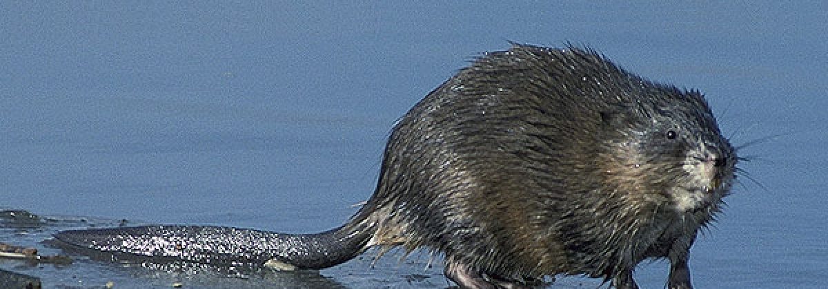Muskusrat - KAD