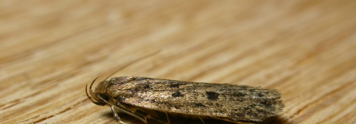 Bruine huismot - KAD