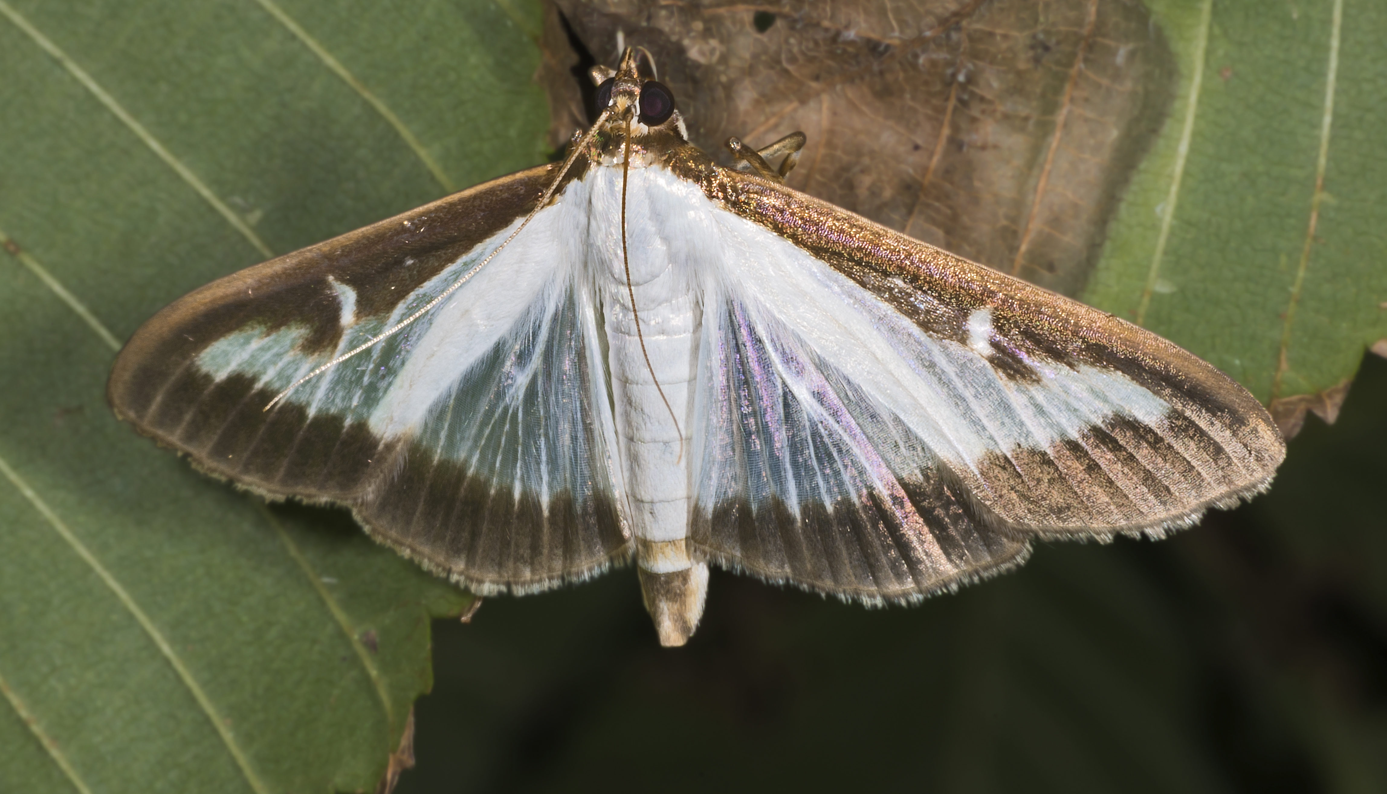 Buxusmot (Cydalima perspectalis) - KAD