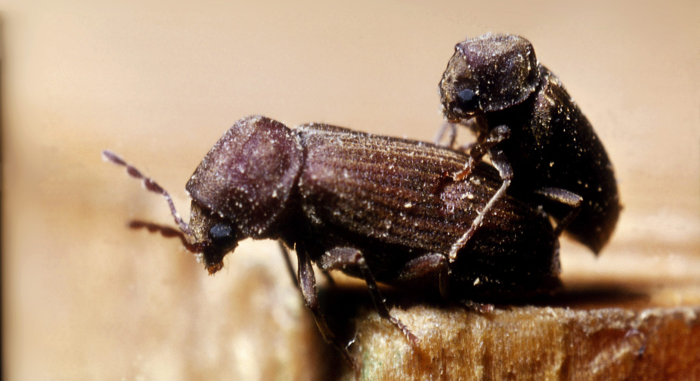 Gewone houtwormkever (Anobium punctatum) - KAD