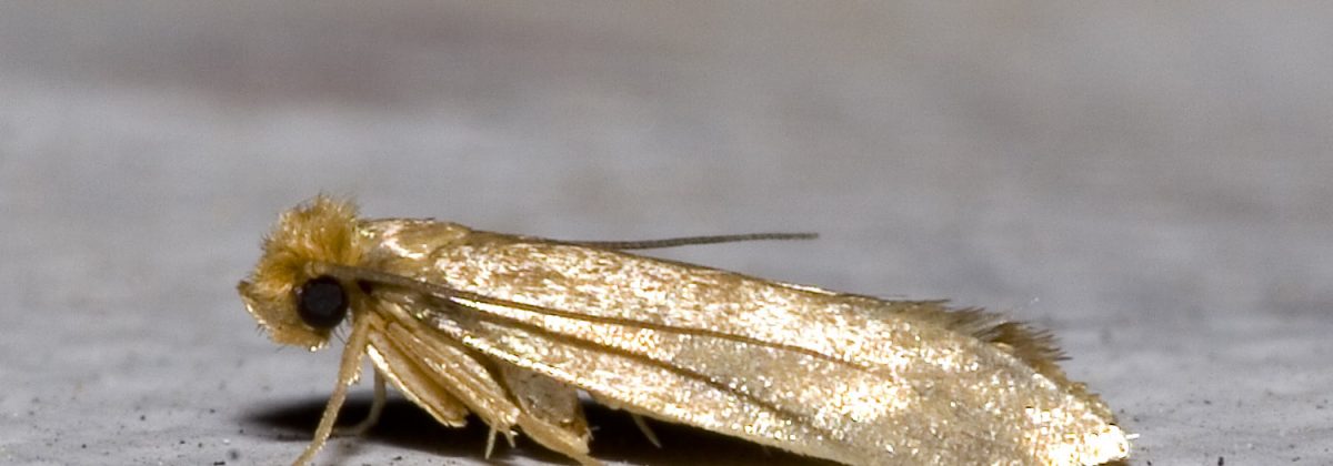 Klerenmot en gewone pelsmot - KAD