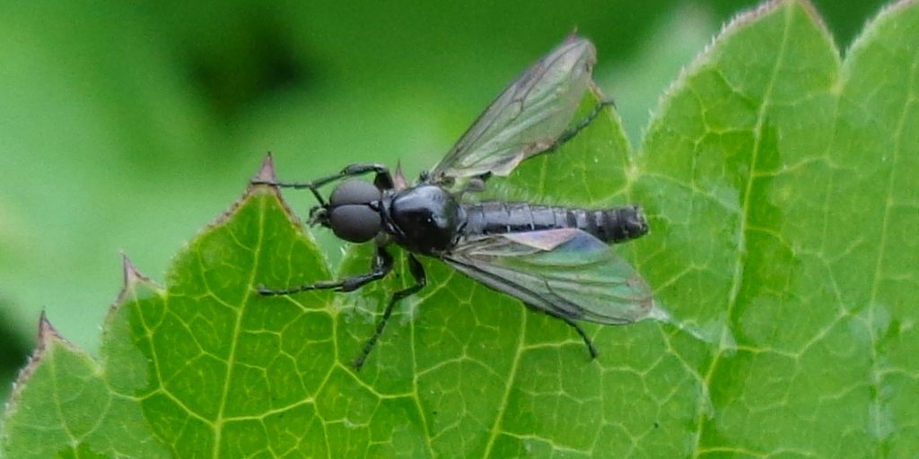 Kleine rouwvlieg (Dilophus febrilis) en maartse vlieg (Bibio marci) - KAD