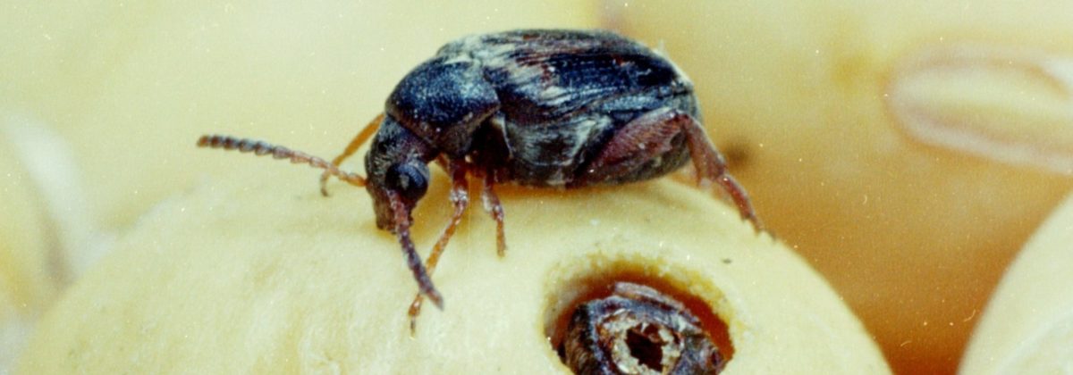 Stambonenkever - KAD