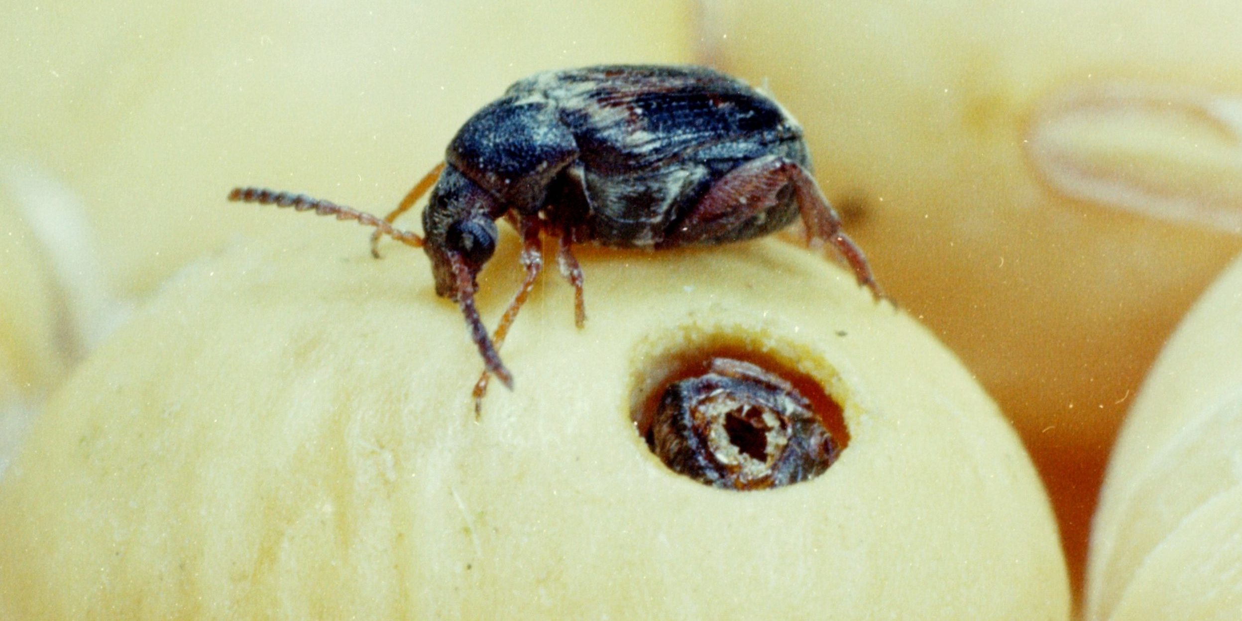 Stambonenkever - KAD