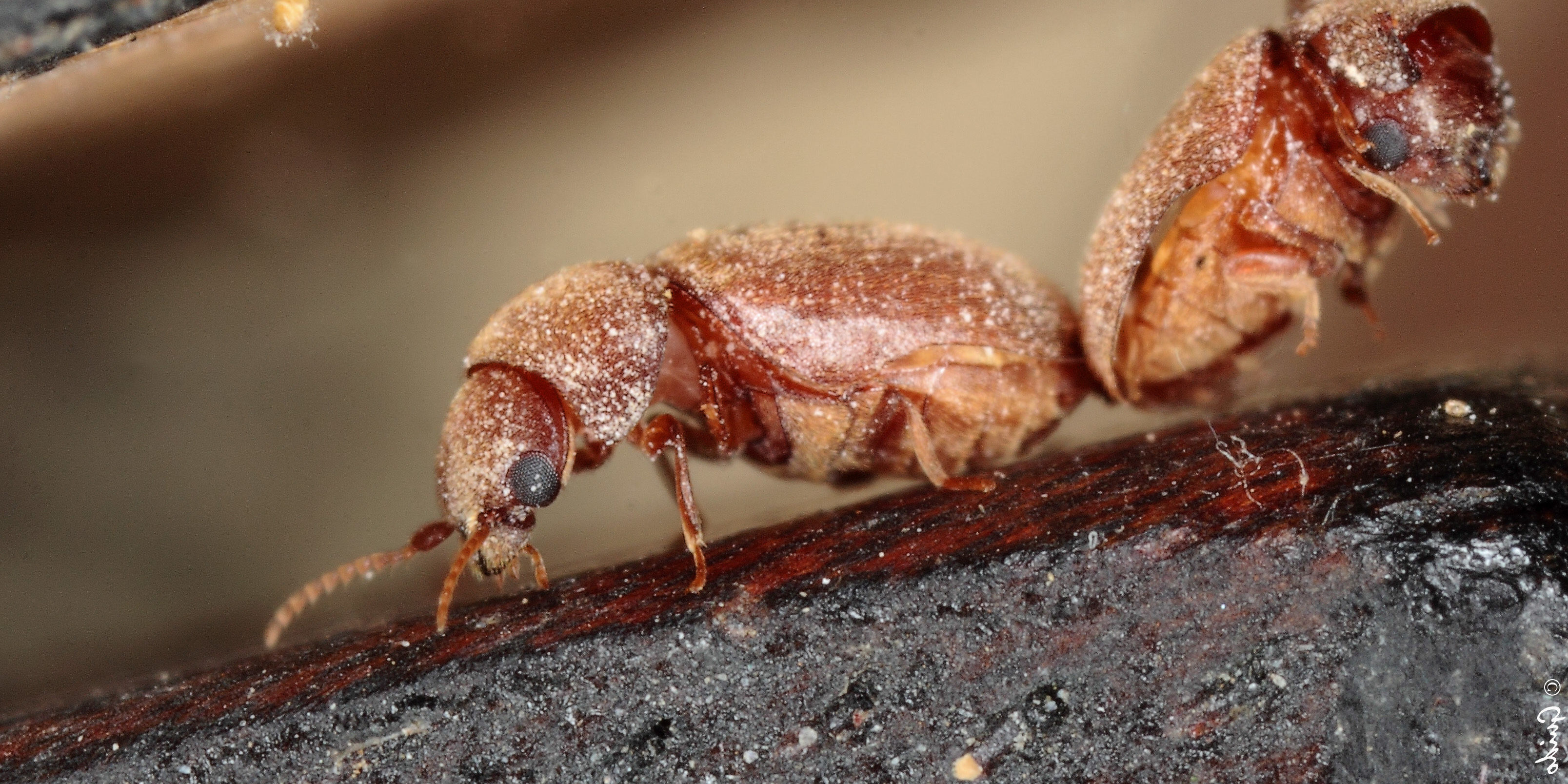 Tabakskever (Lasioderma serricorne) - KAD