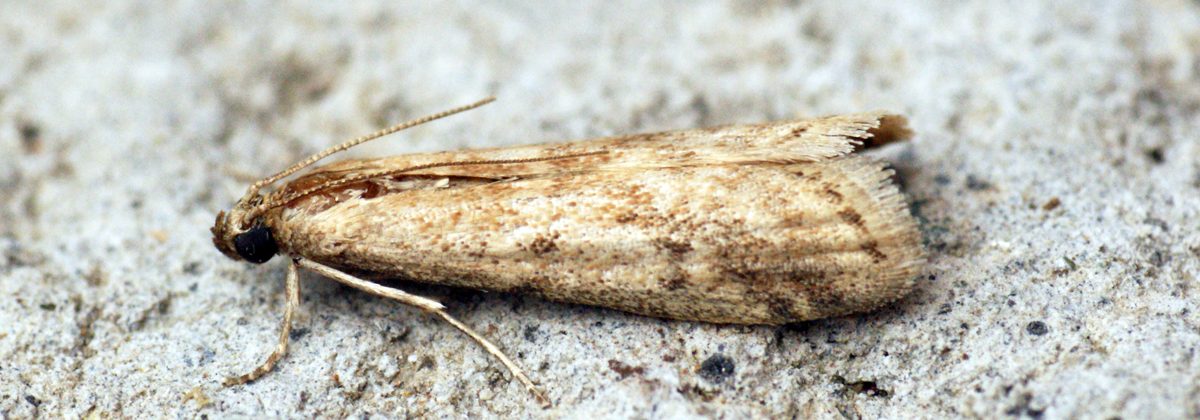 Voorraadmotten - kad