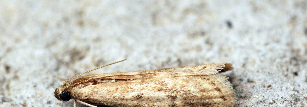 Voorraadmotten - KAD