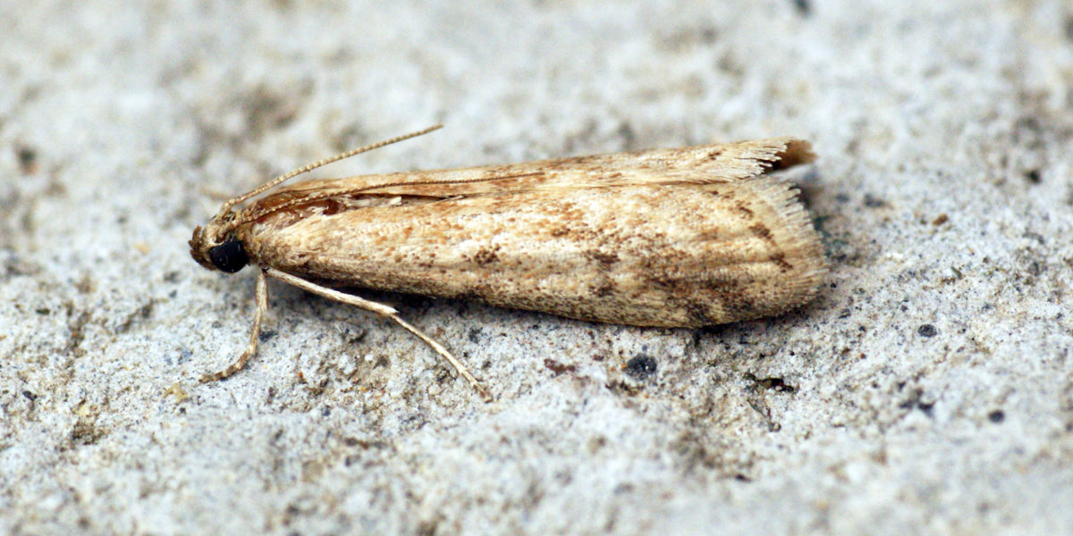Voorraadmotten (Ephestia spp. en Cadra spp.) - KAD