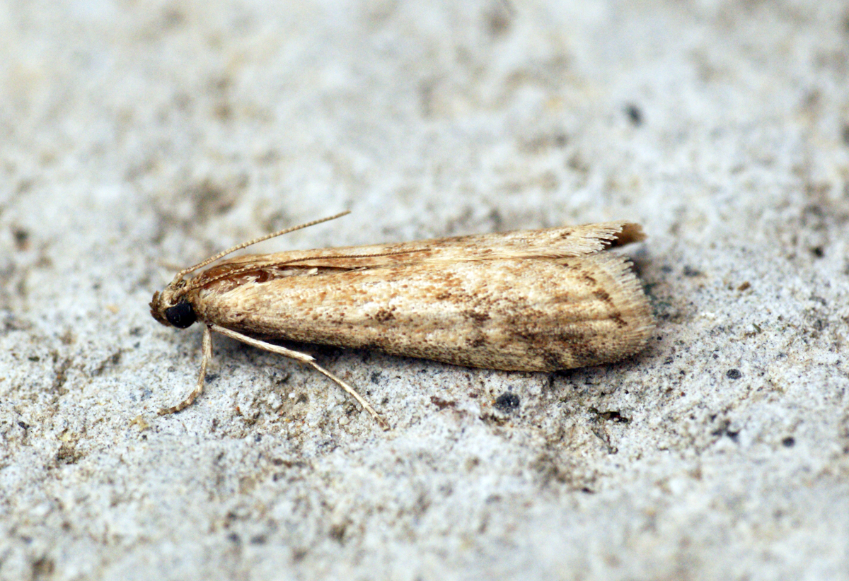 Voorraadmotten - KAD