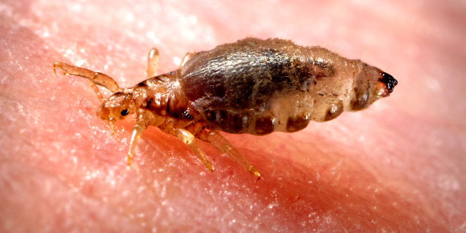 Kleerluis (Pediculus humanus humanus) - KAD