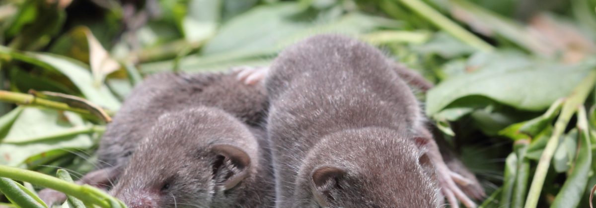Spitsmuis - KAD
