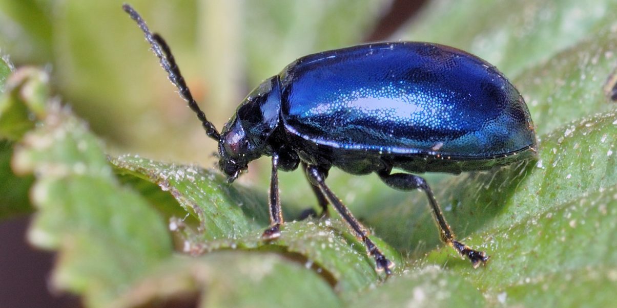 Elzenhaantje (Agelastica alni) - KAD