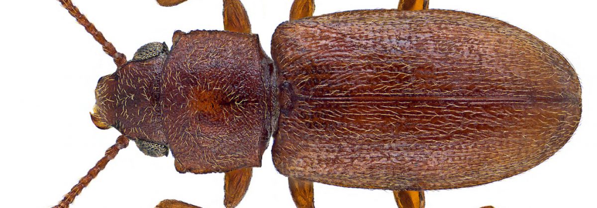 Tropische schimmelkever - kad