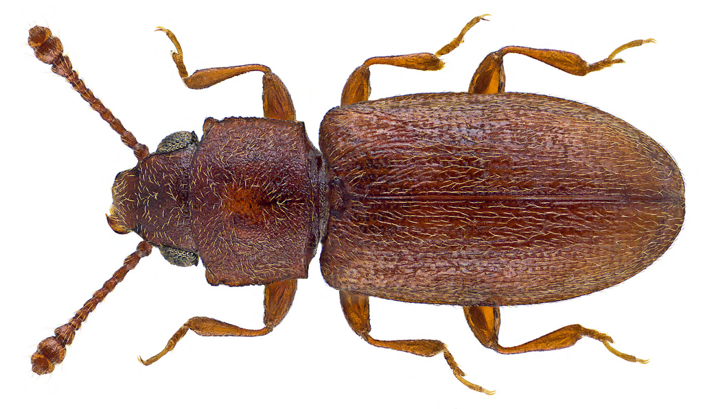 Tropische schimmelkever (Ahasverus advena) - KAD