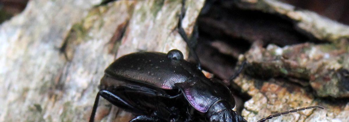 Loopkever herkennen - KAD Kennis- en Adviescentrum Dierplagen