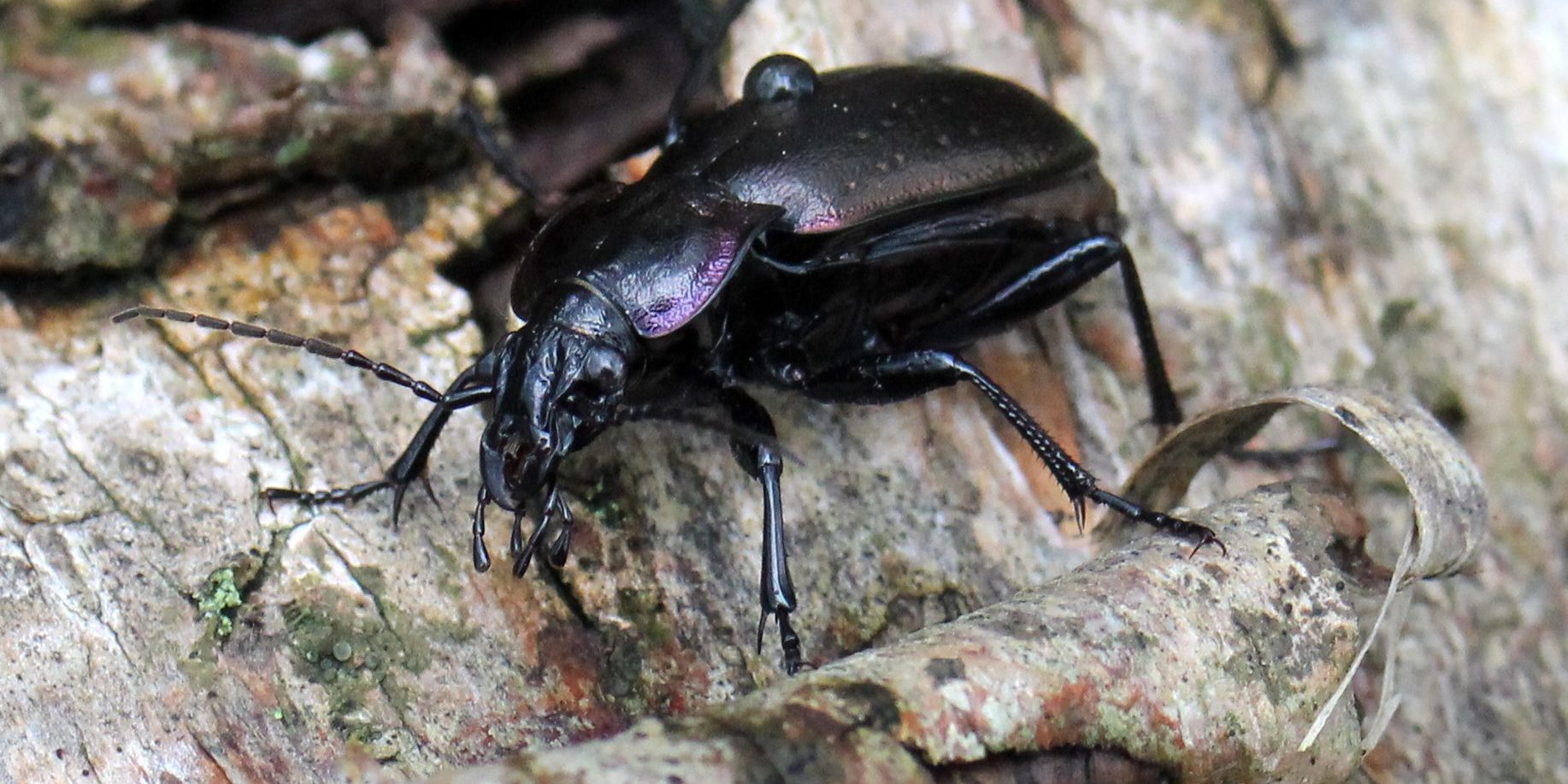 Loopkever (Carabidae spp.) - KAD