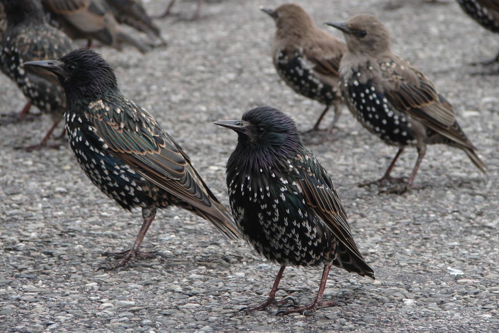 Spreeuw (Sturnus vulgaris) - KAD