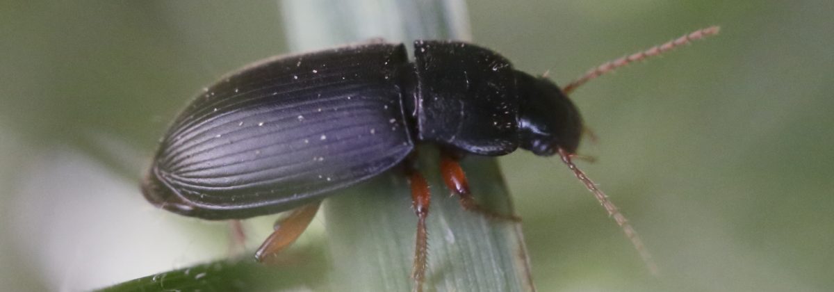 Aardbeiloopkever - kad