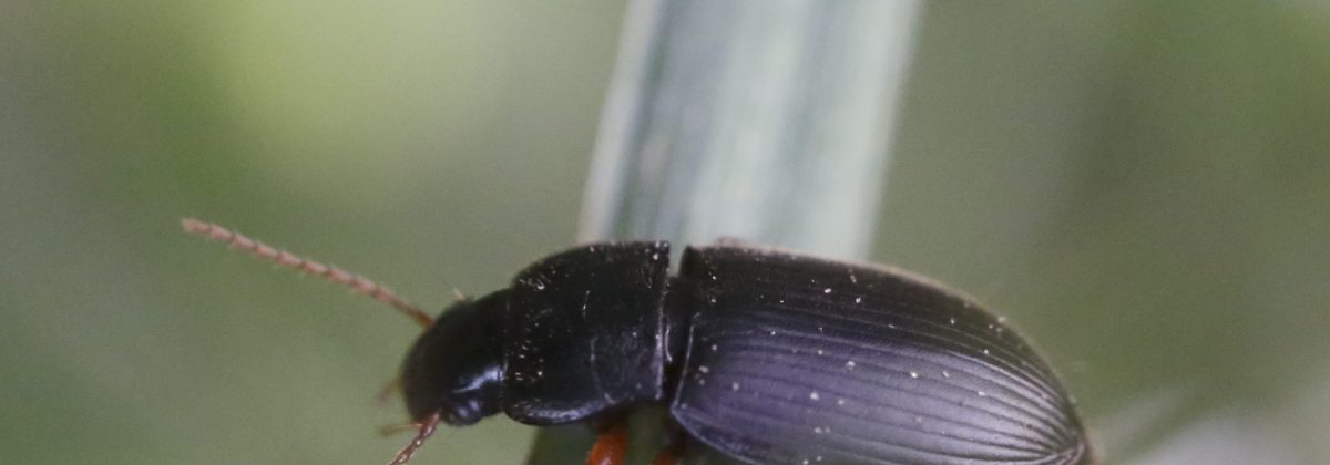 Aardbeiloopkever - KAD