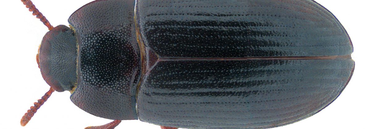 Piepschuimkever - kad