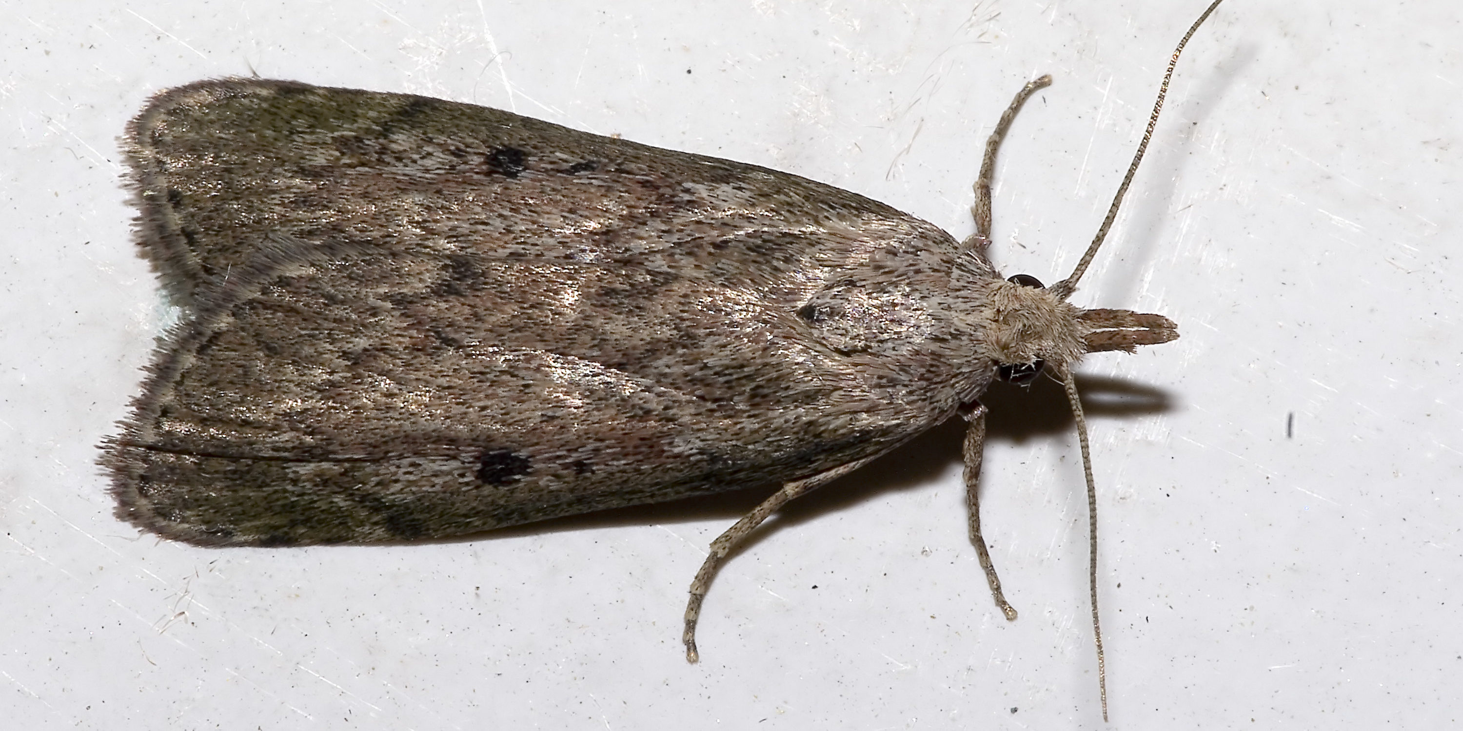 Hommelwasmot (Aphomia sociella) - KAD