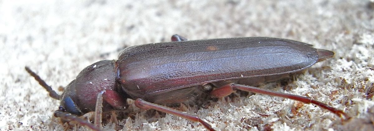 Bruine grootoogboktor - KAD