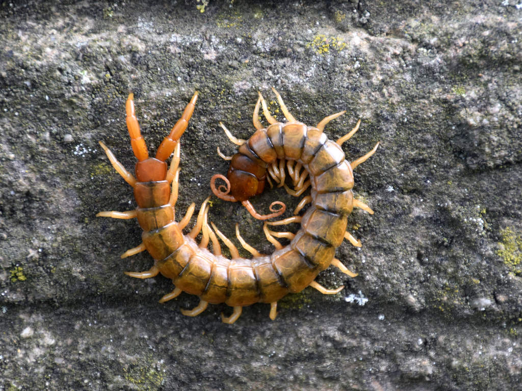 Duizendpotigen (Myriapoda) - KAD