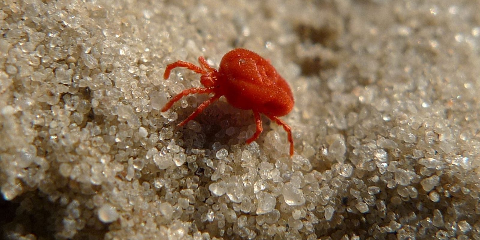 Spintmijten (Bryobia spp.) - KAD