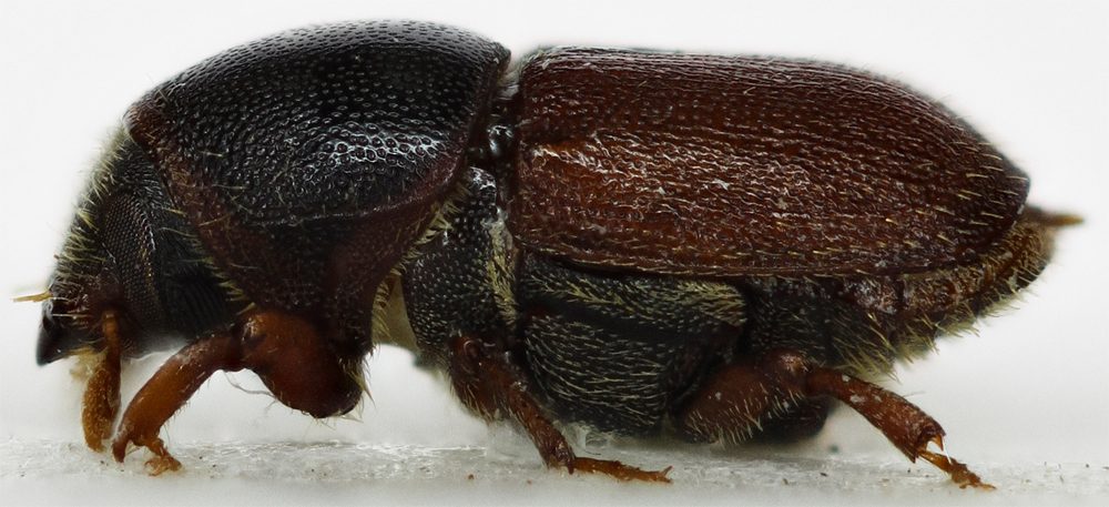 Eikenspintkever (Scolytus intricatus) - KAD