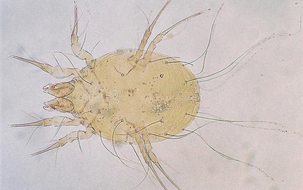 Huismijt (Glycyphagus domesticus) - KAD