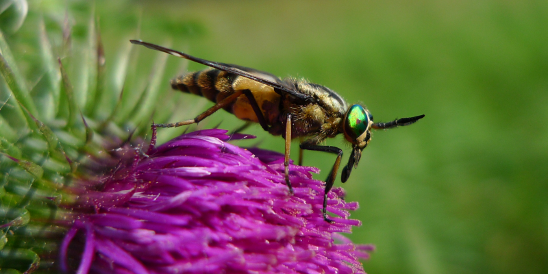 Dazen (Tabanidae) - KAD