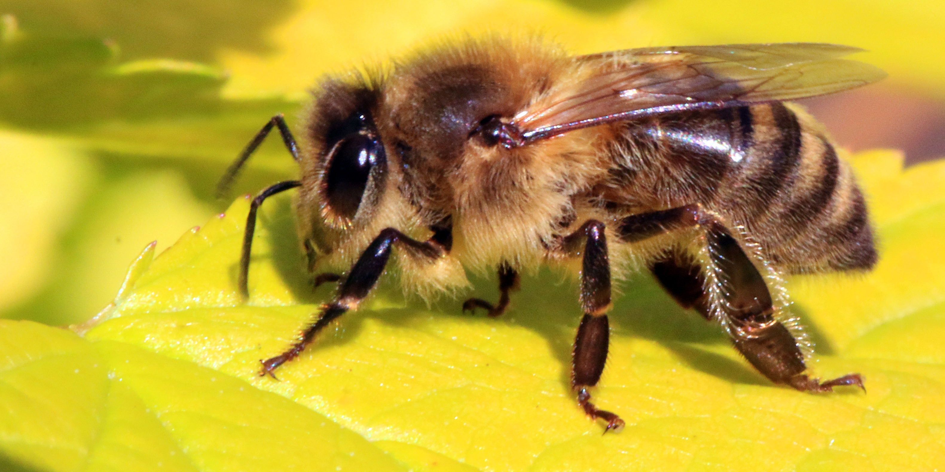 Honingbij (Apis mellifera) - KAD