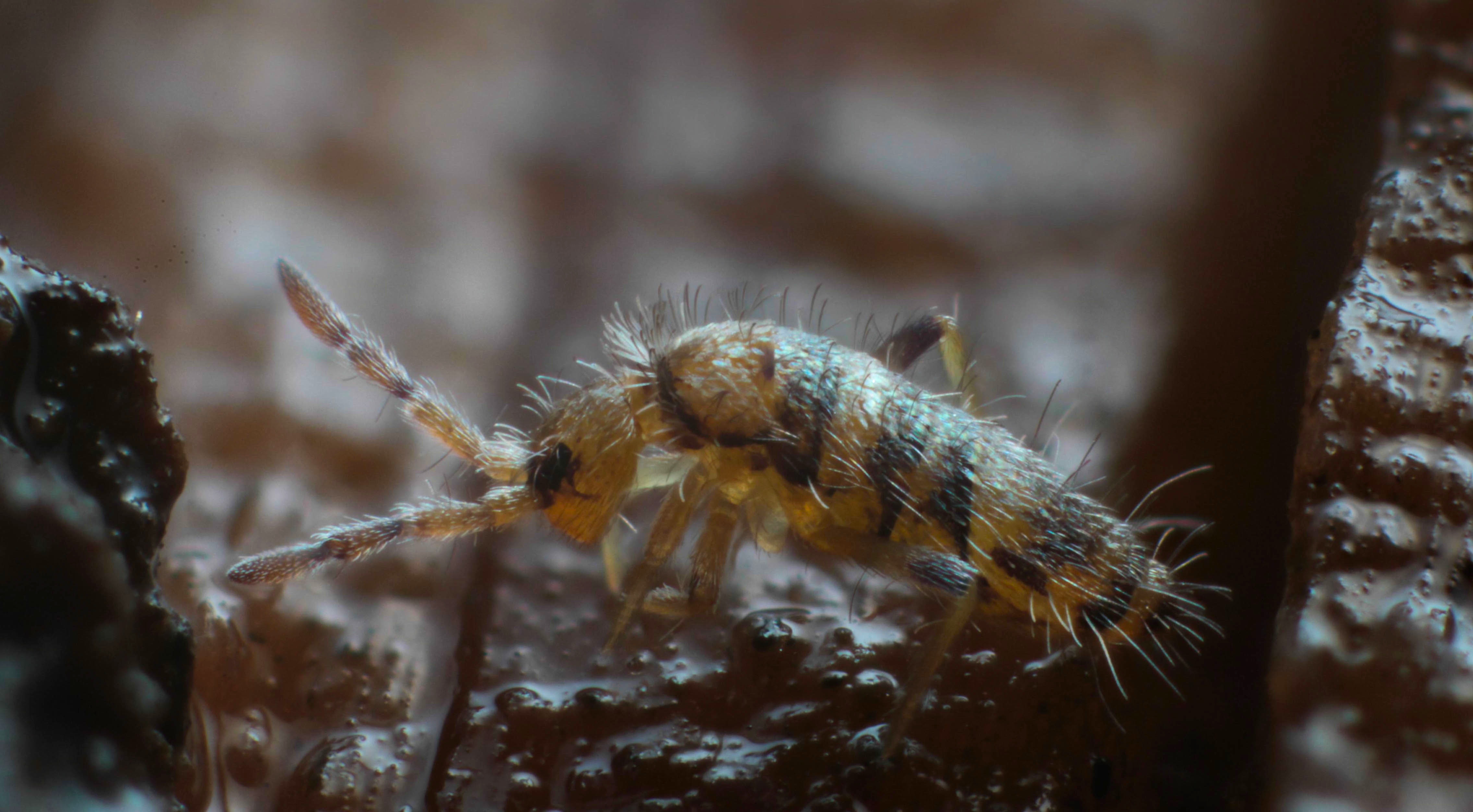 Springstaarten (Collembola) - KAD