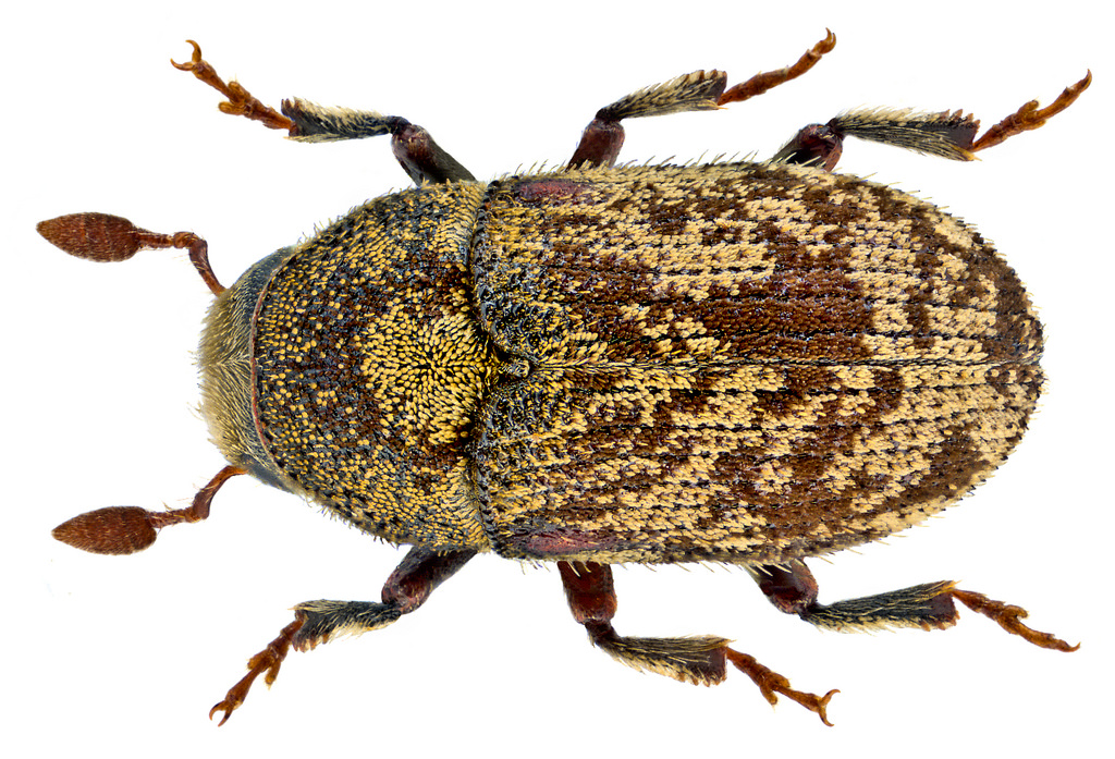 Essenbastkever (Hylesinus fraxini) - KAD