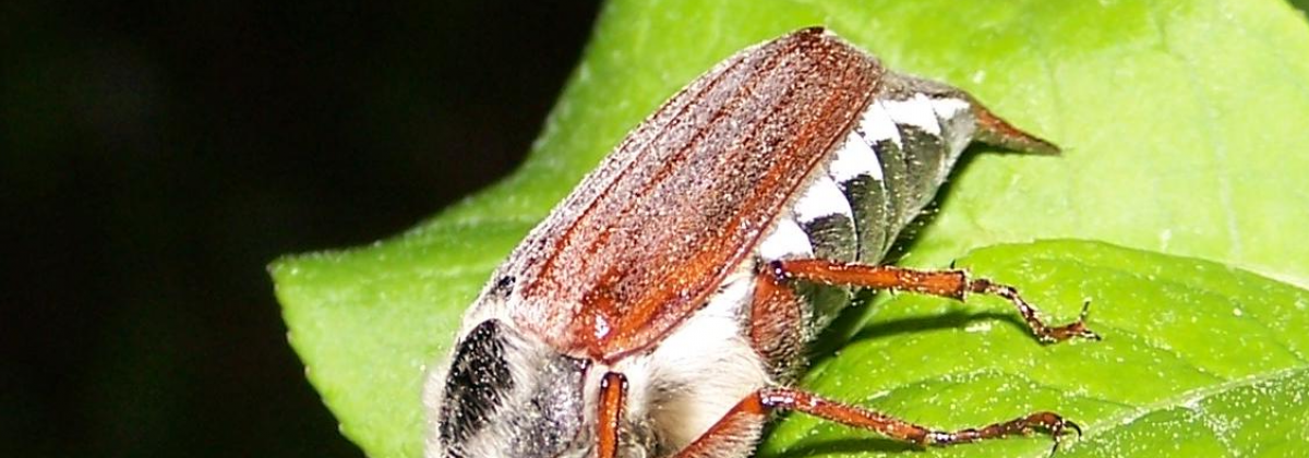 Meikever en junikever - KAD