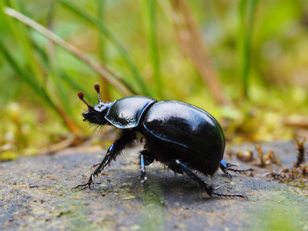 Mestkever- Anoplotrupes stercorosus - KAD